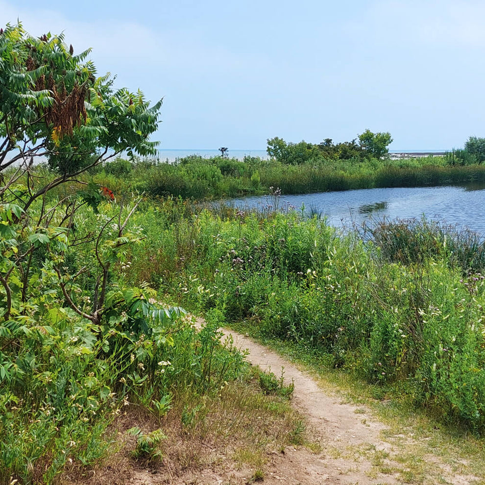 Berm Path Pond, Plein Air Original Painting 8x10 – SoloWorkStudio