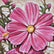 Cosmos, Wings Blooms, Original Painting 6x6 – SoloWorkStudio