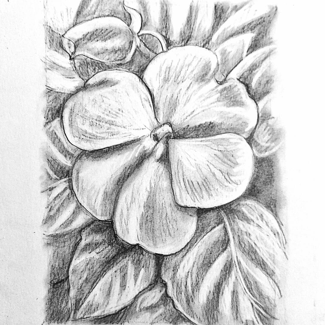 DAY 27 - Impatiens - Original Daily Draw to Paint – SoloWorkStudio