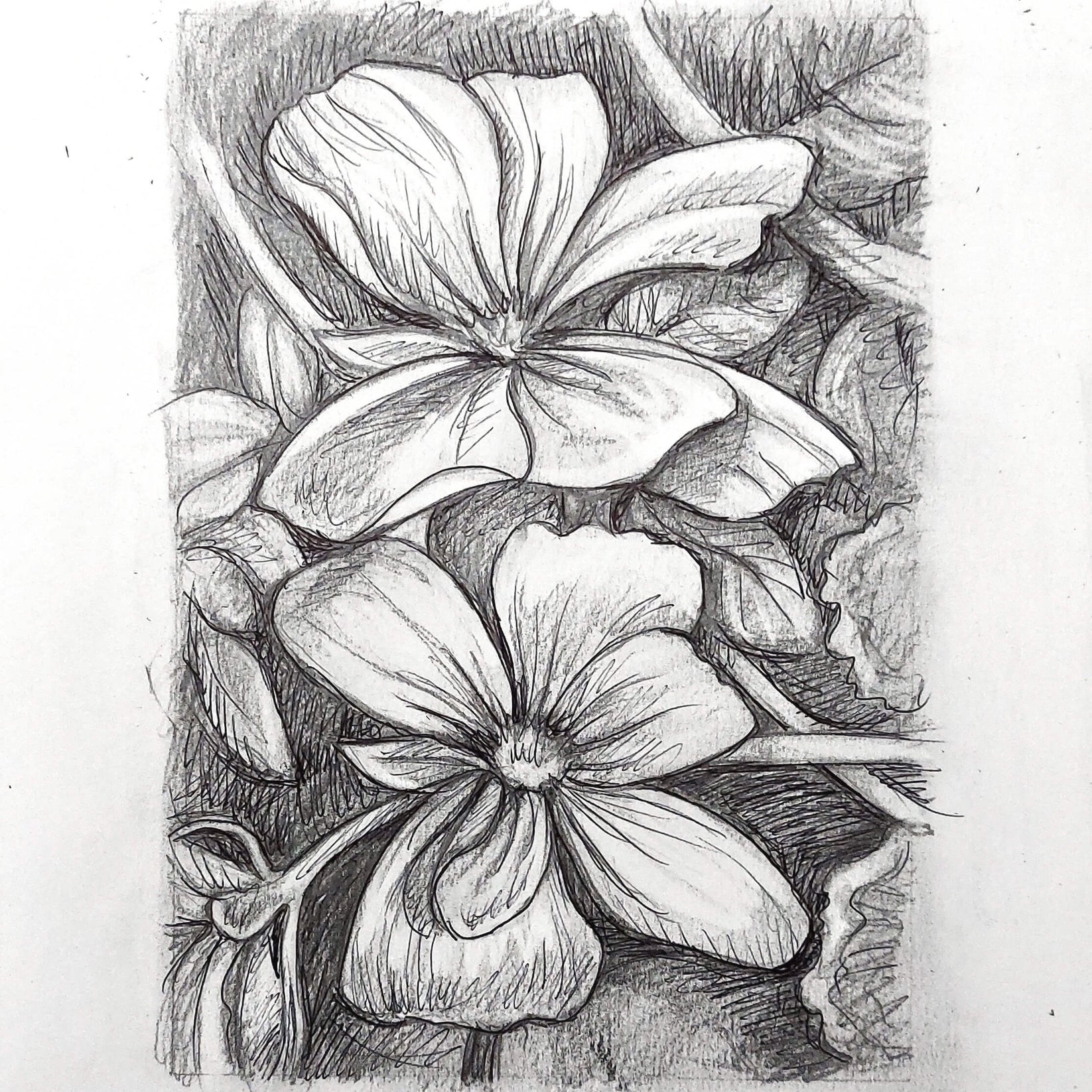 DAY 12 - Red Geranium- Original Daily Draw to Paint – SoloWorkStudio