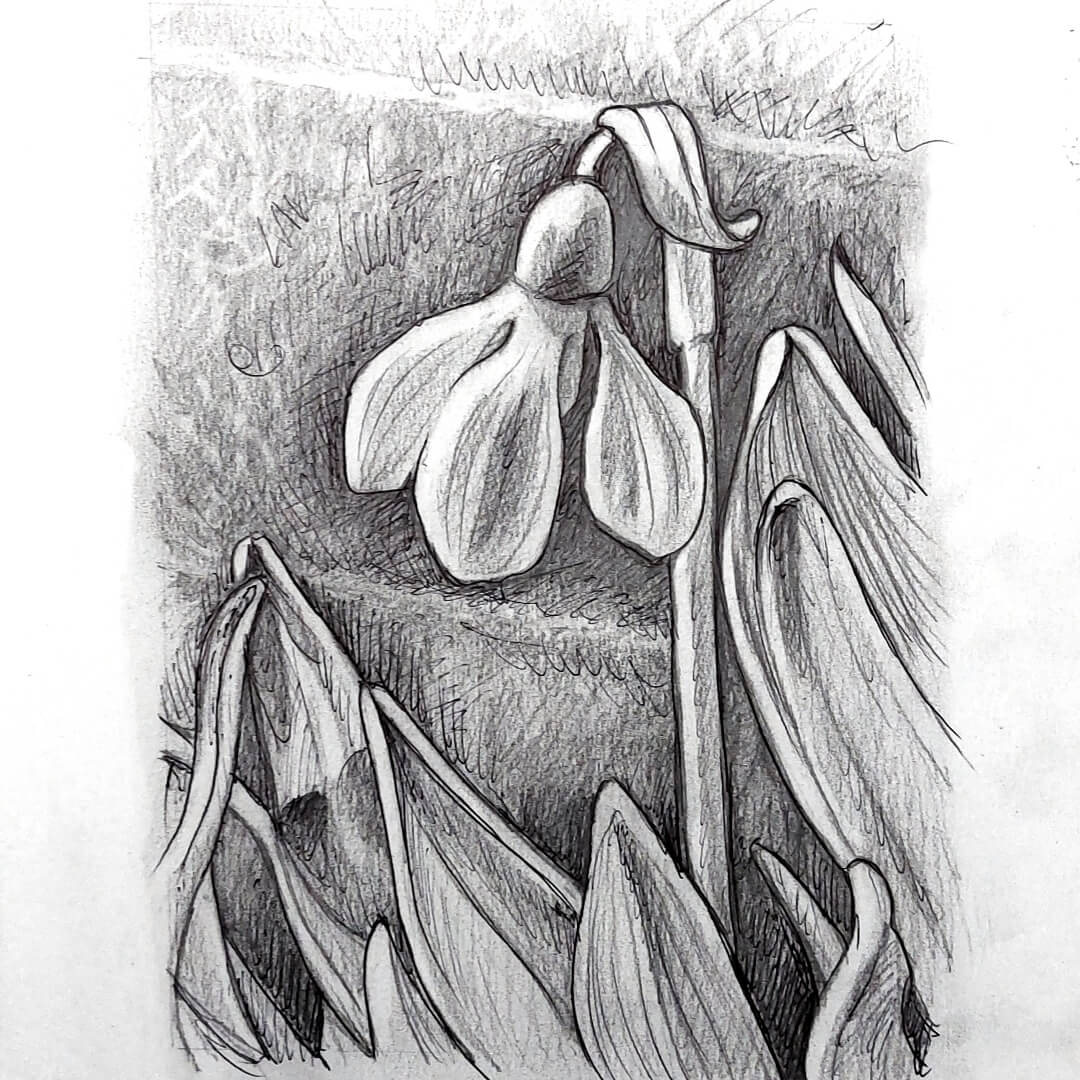 DAY 7 - Snowdrops - Original Daily Draw to Paint – SoloWorkStudio