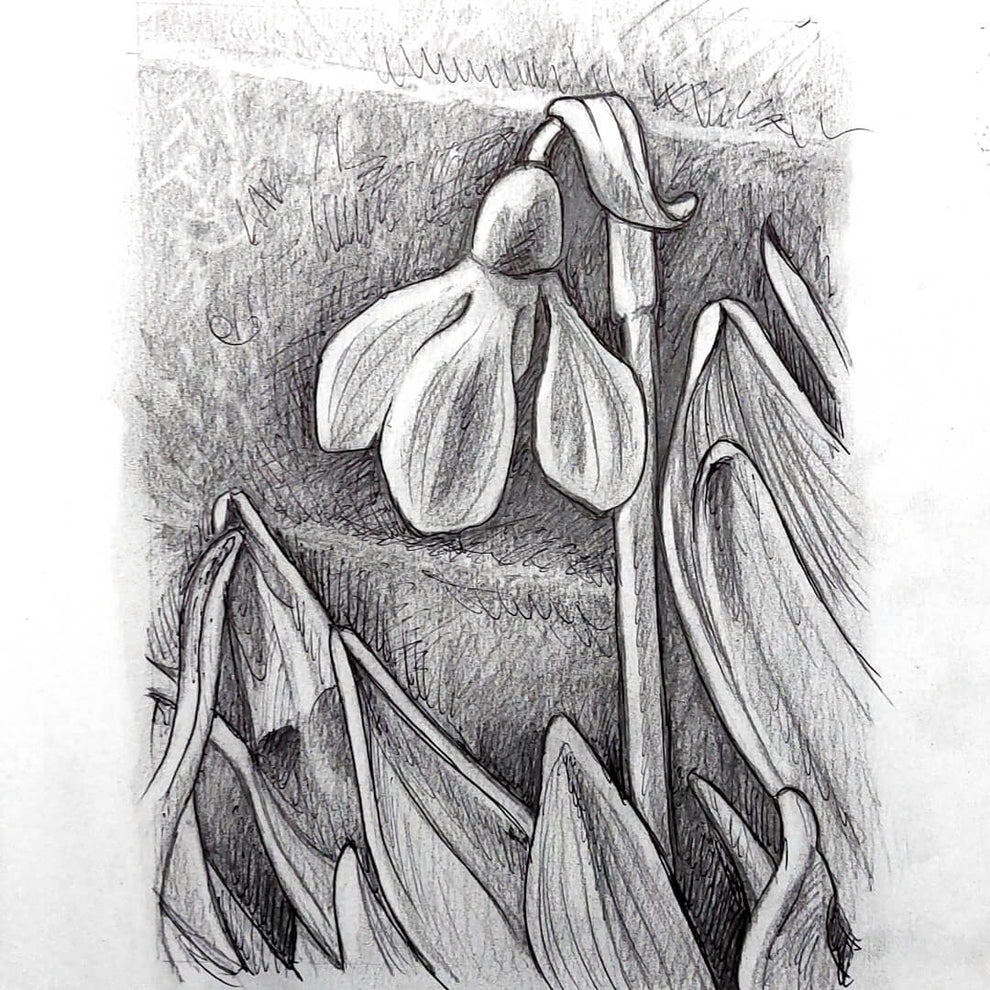 DAY 7 - Snowdrops - Original Daily Draw to Paint – SoloWorkStudio