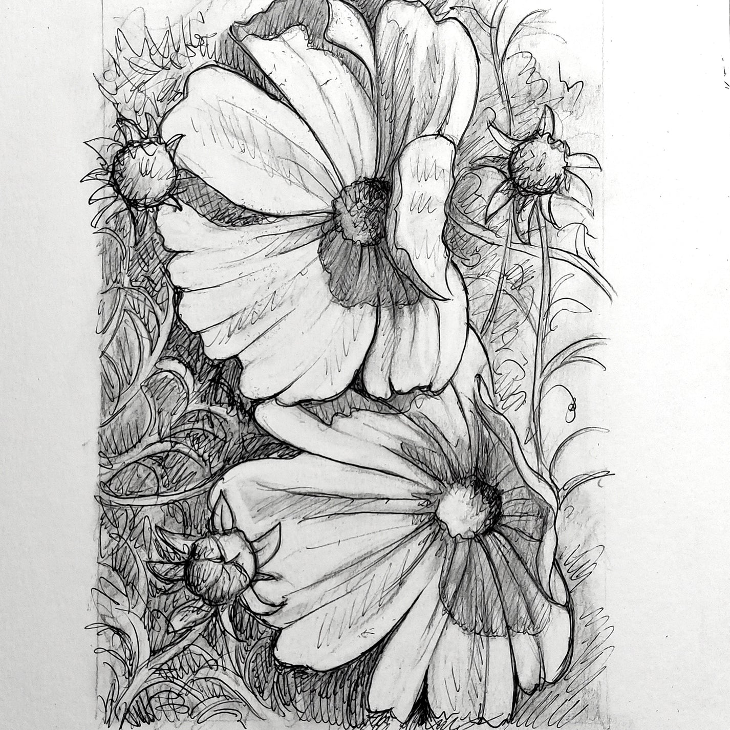 DAY 28 - White Cosmos - Original Daily Draw to Paint – SoloWorkStudio